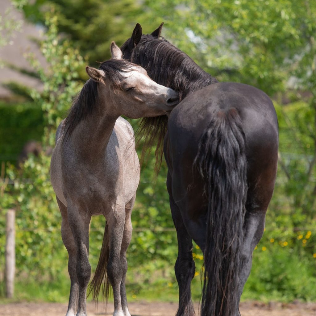 Paardencoaching Apeldoorn | Coaching met paarden | Trauma begeleiding ...