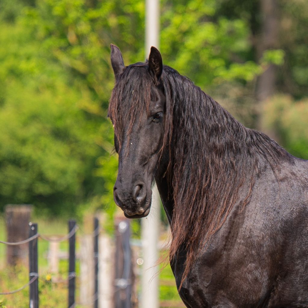 Paardencoaching Apeldoorn | Coaching met paarden | Trauma begeleiding ...